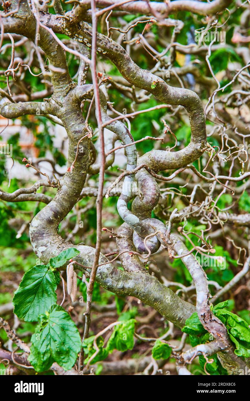 Vertical wall of thickly twisted an gnarly vines with green leaves ...