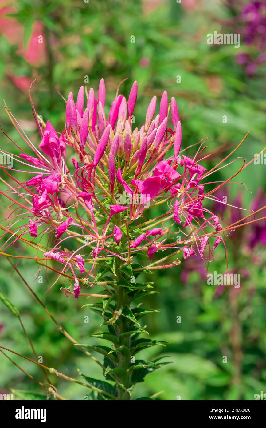 Beautiful cleome plants hi-res stock photography and images - Alamy