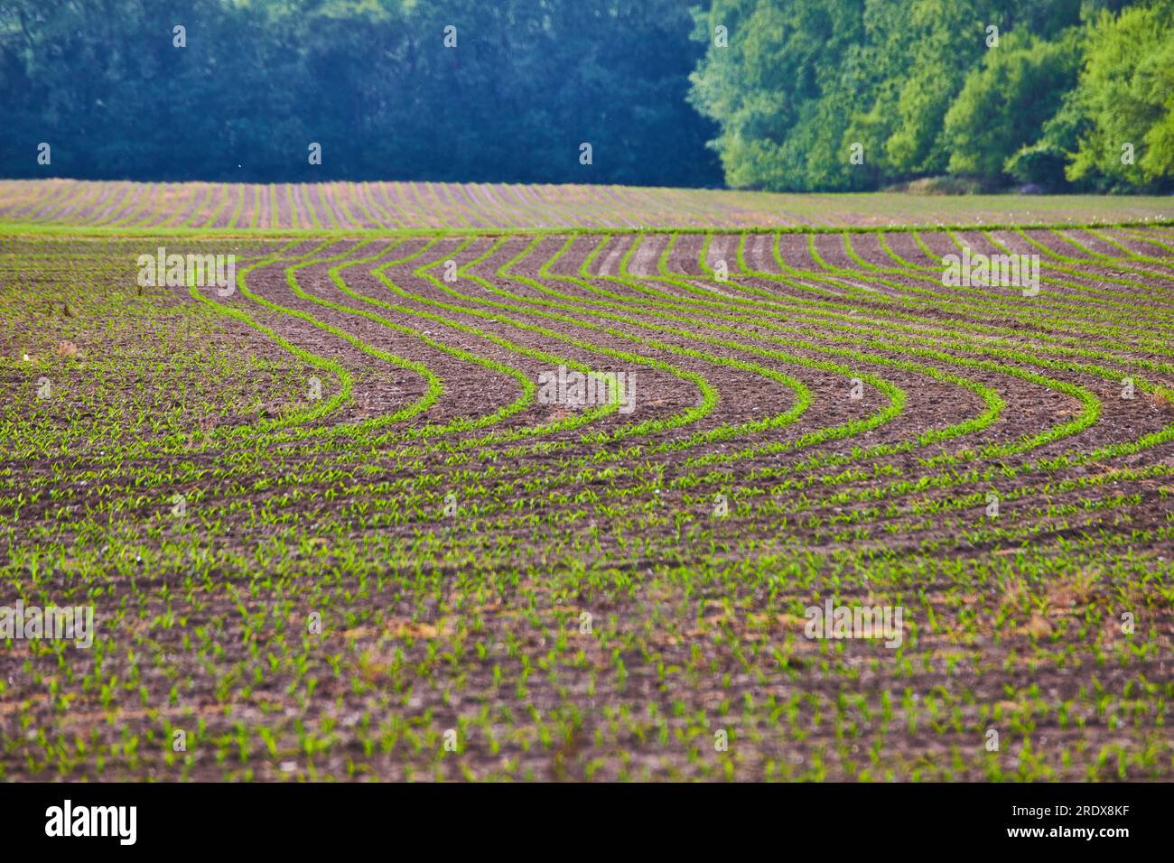 Curving lines of young sprouting food crop in farmers field on farm ...