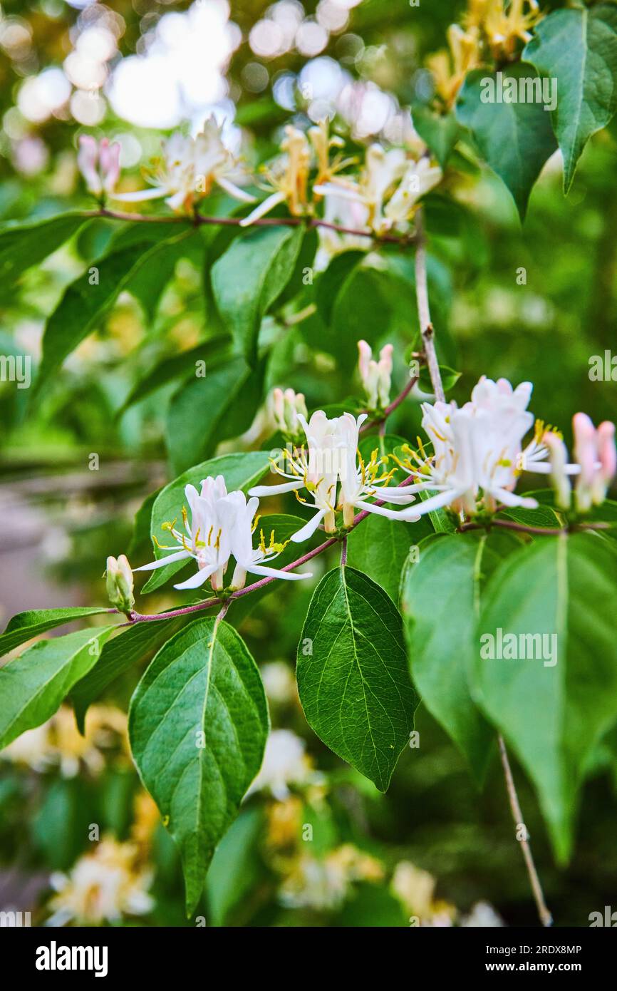 White flowers blooming on Honeysuckle bush, gold and green in leaves ...