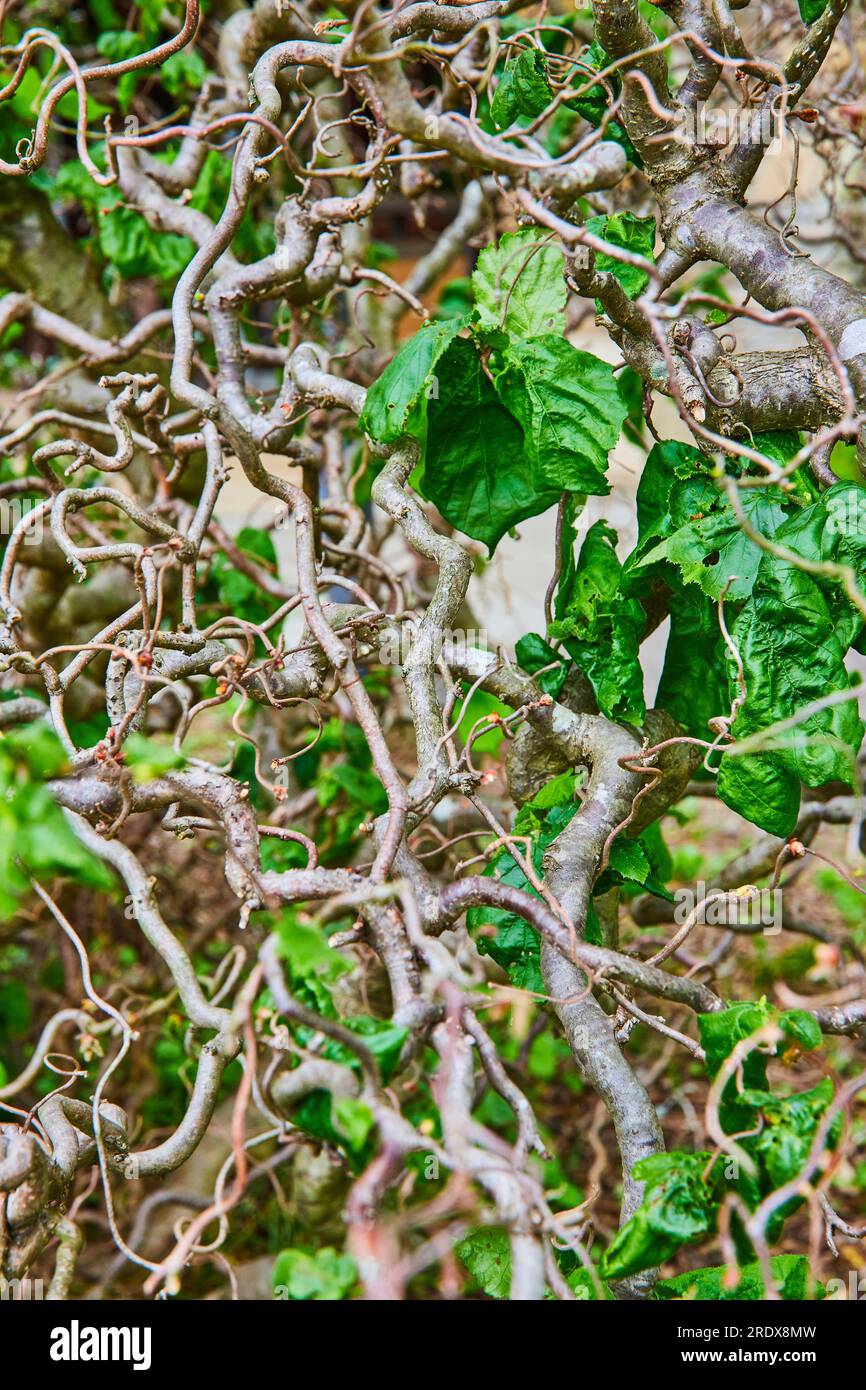 Thick tangled vines with large green leaves vertical stock image Stock ...