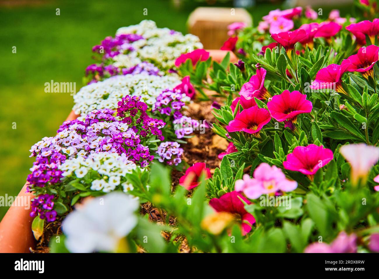 Calibrachoa Calitastic flowers with variety of colorful Alyssum flower ...