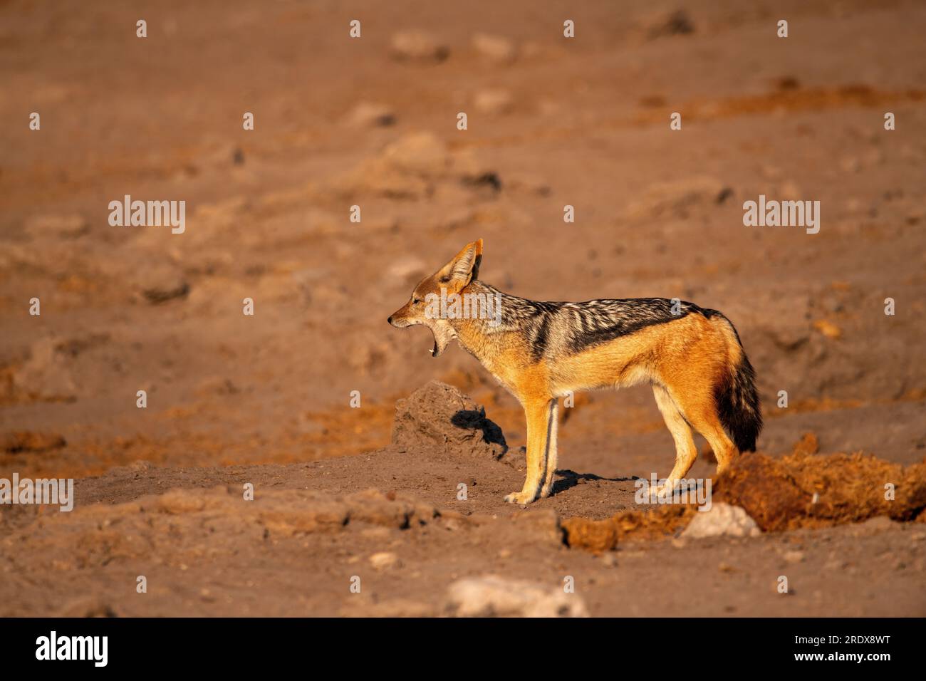 Jackal at Chudob waterhole, Etosha National Park, Namibia Stock Photo ...