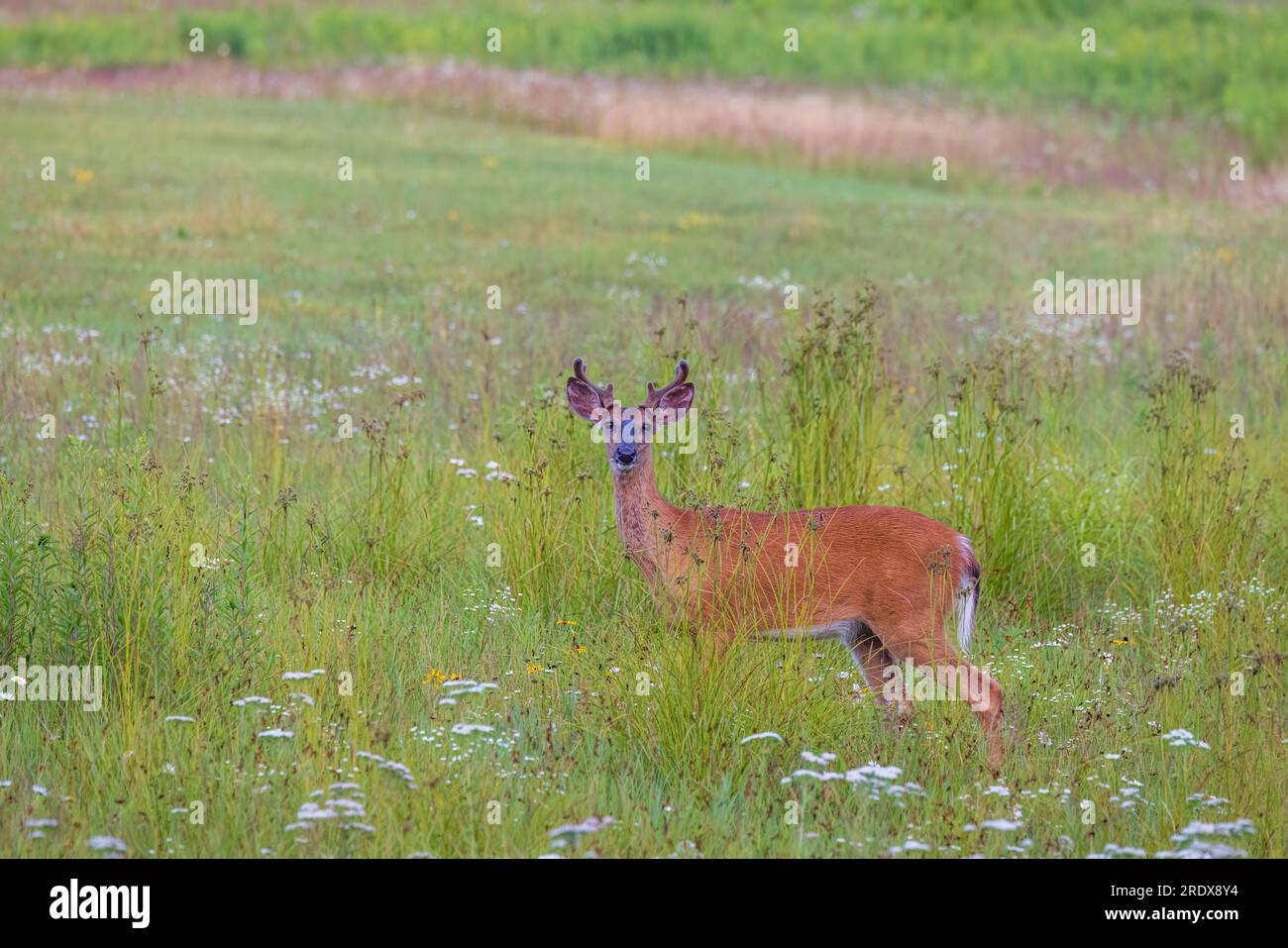 Young white-tailed buck in a northern Wisconsin meadow Stock Photo - Alamy