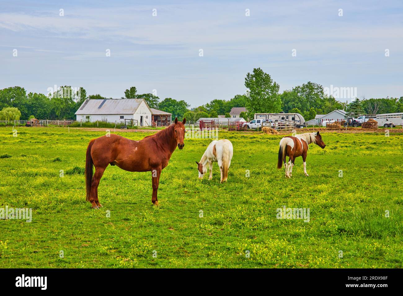 Three horses in green field with farm in background Stock Photo - Alamy