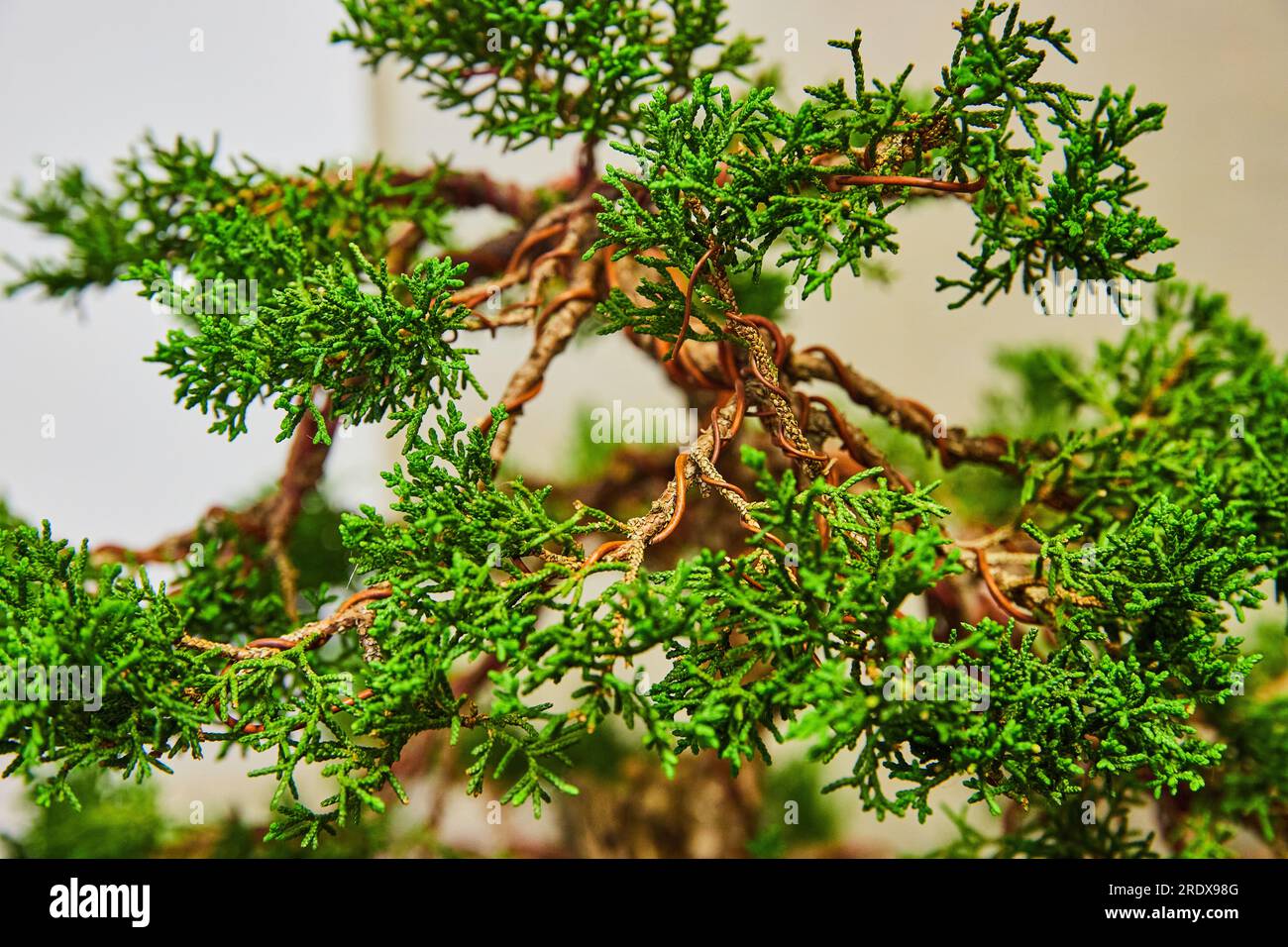 Larix Kaempferi bonsai tree with red wire wrapped around twisted and ...
