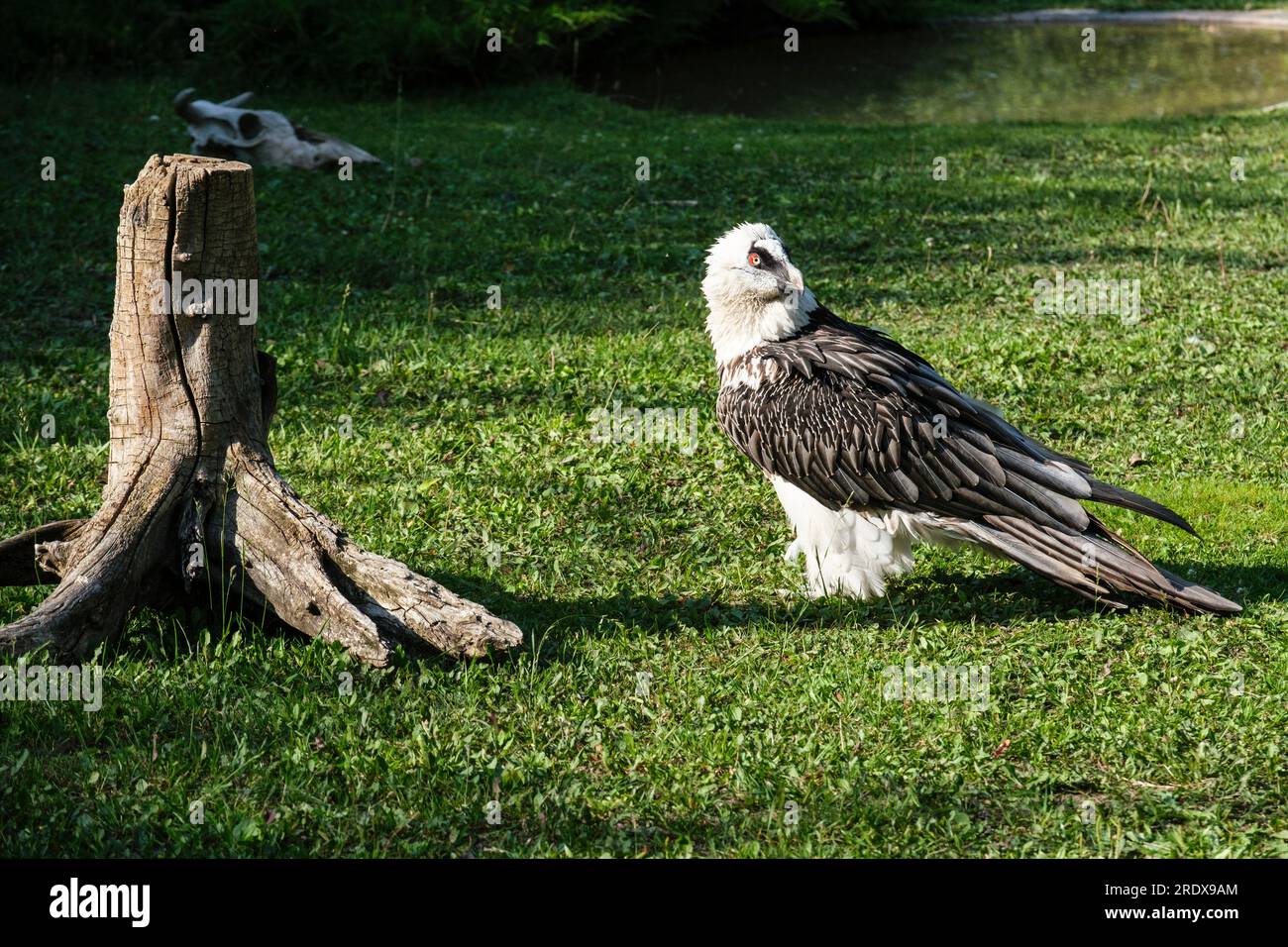 Kazakhstan, Almaty. Sunkar Falcon Center Show Demonstrating Bearded ...