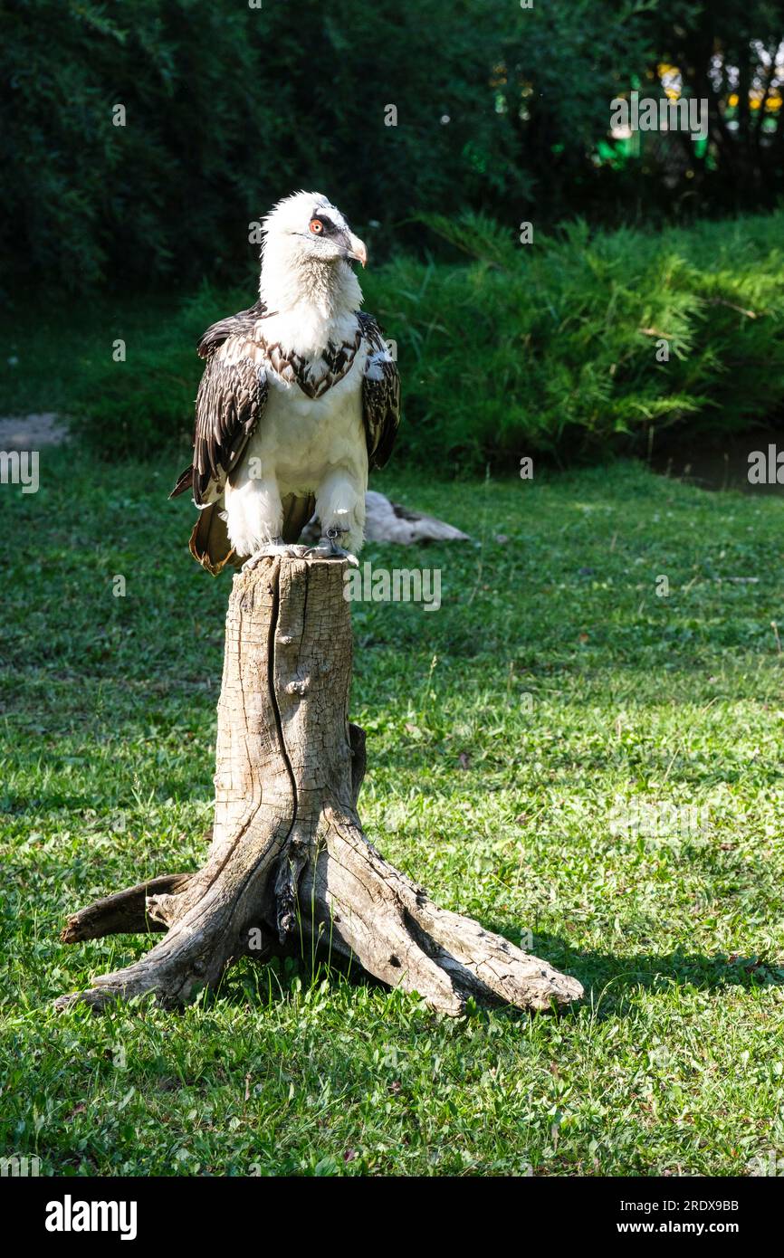 Kazakhstan, Almaty. Sunkar Falcon Center Show Demonstrating Bearded ...