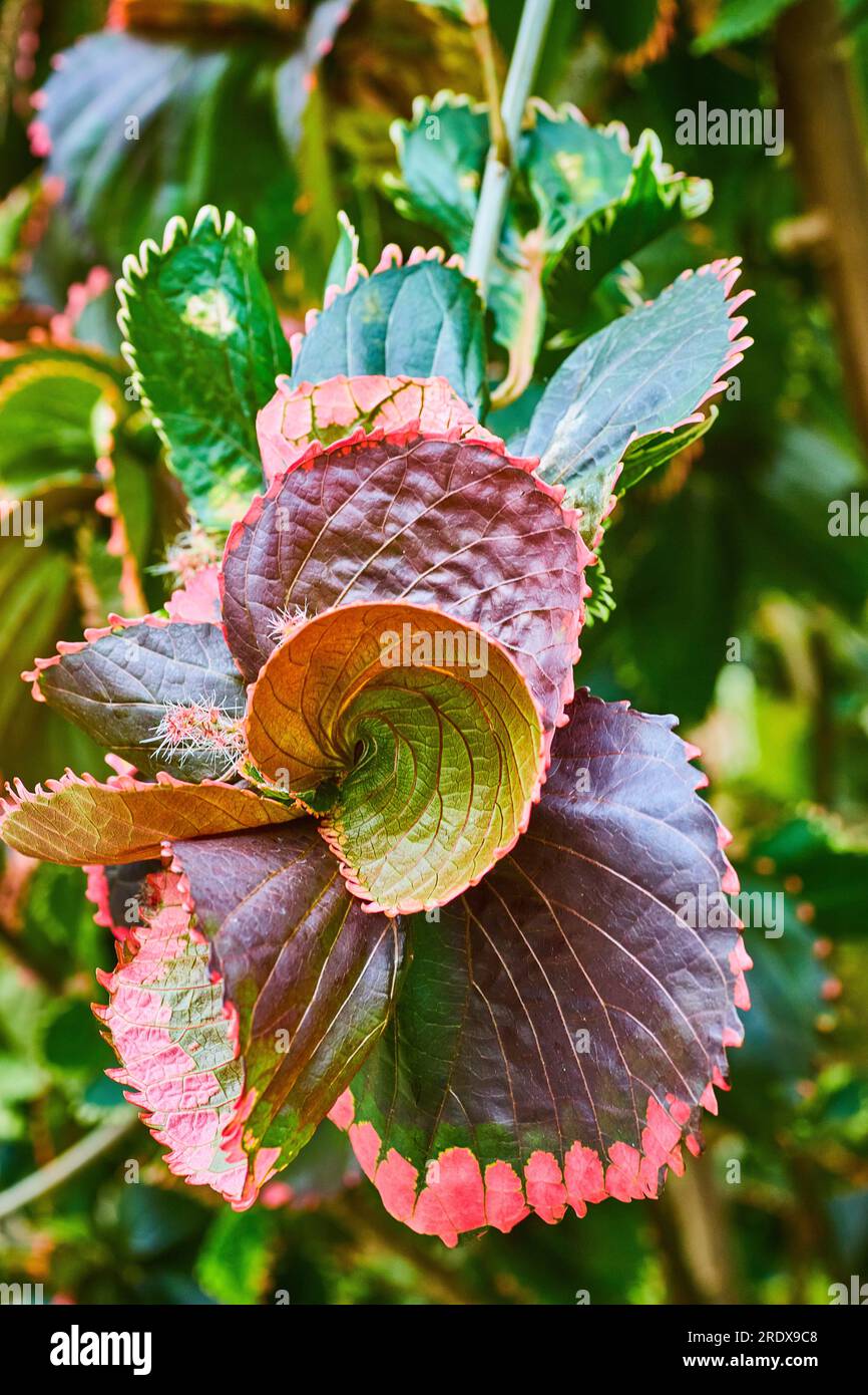 Top down view of the exotic Acalypha Copper Plant Stock Photo - Alamy