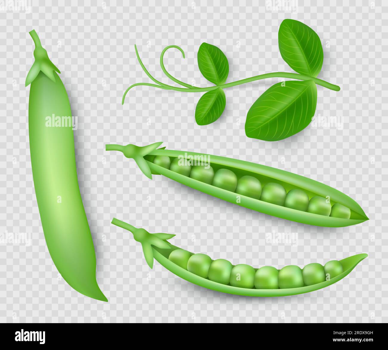 Pea pods and green peas Stock Vector Images - Alamy
