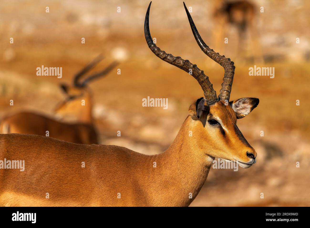 Impalas at Klein Otavi waterhole, Etosha National Park, Namibia Stock ...