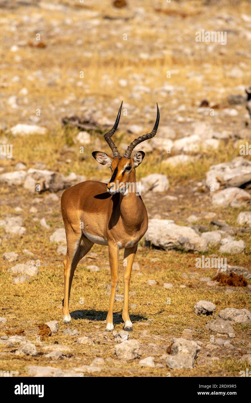 Impalas at Klein Otavi waterhole, Etosha National Park, Namibia Stock ...