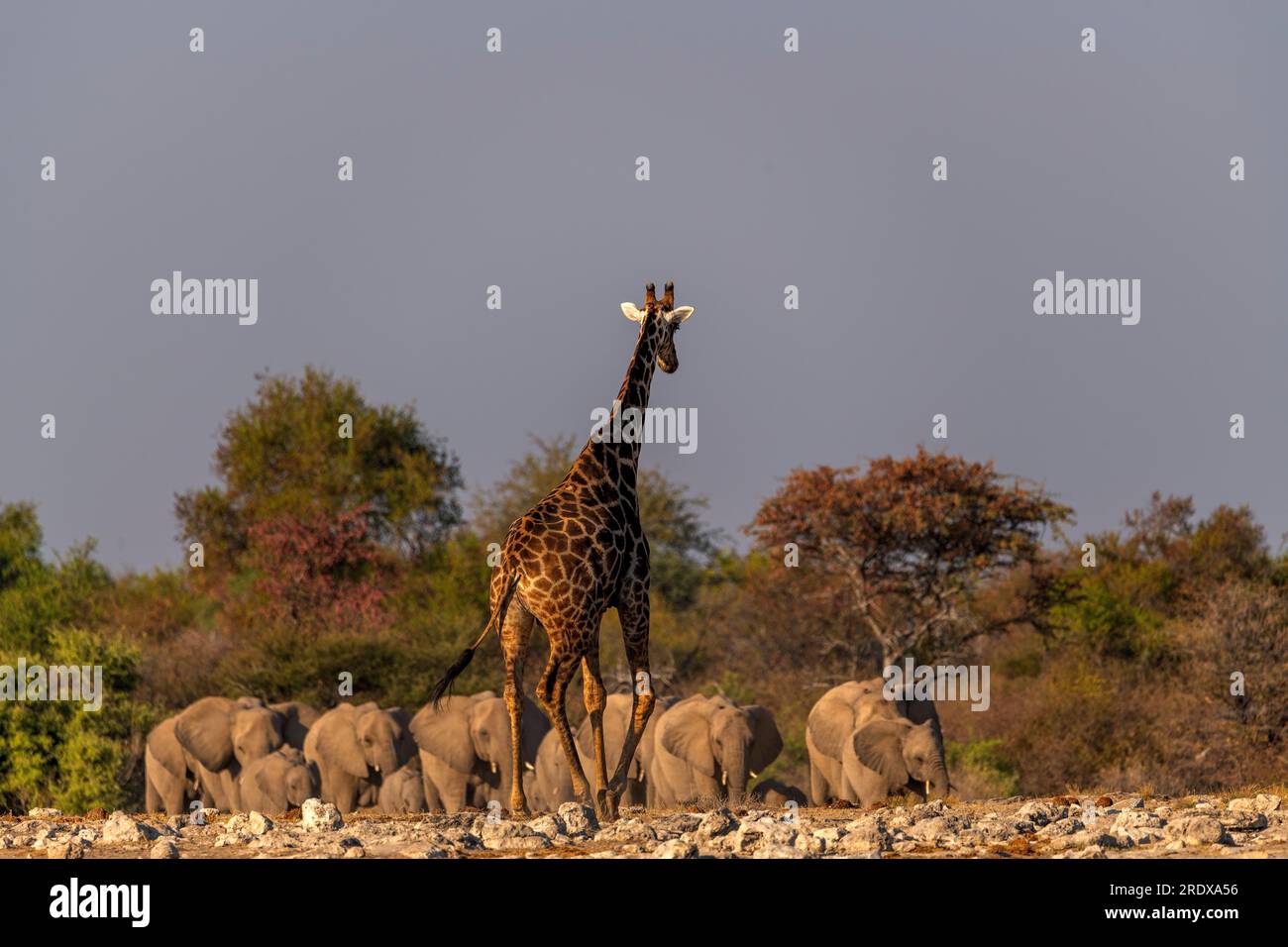 Giraffe watching the approach of a herd of elephant at Klein Namutoni waterhole, Etosha National ...
