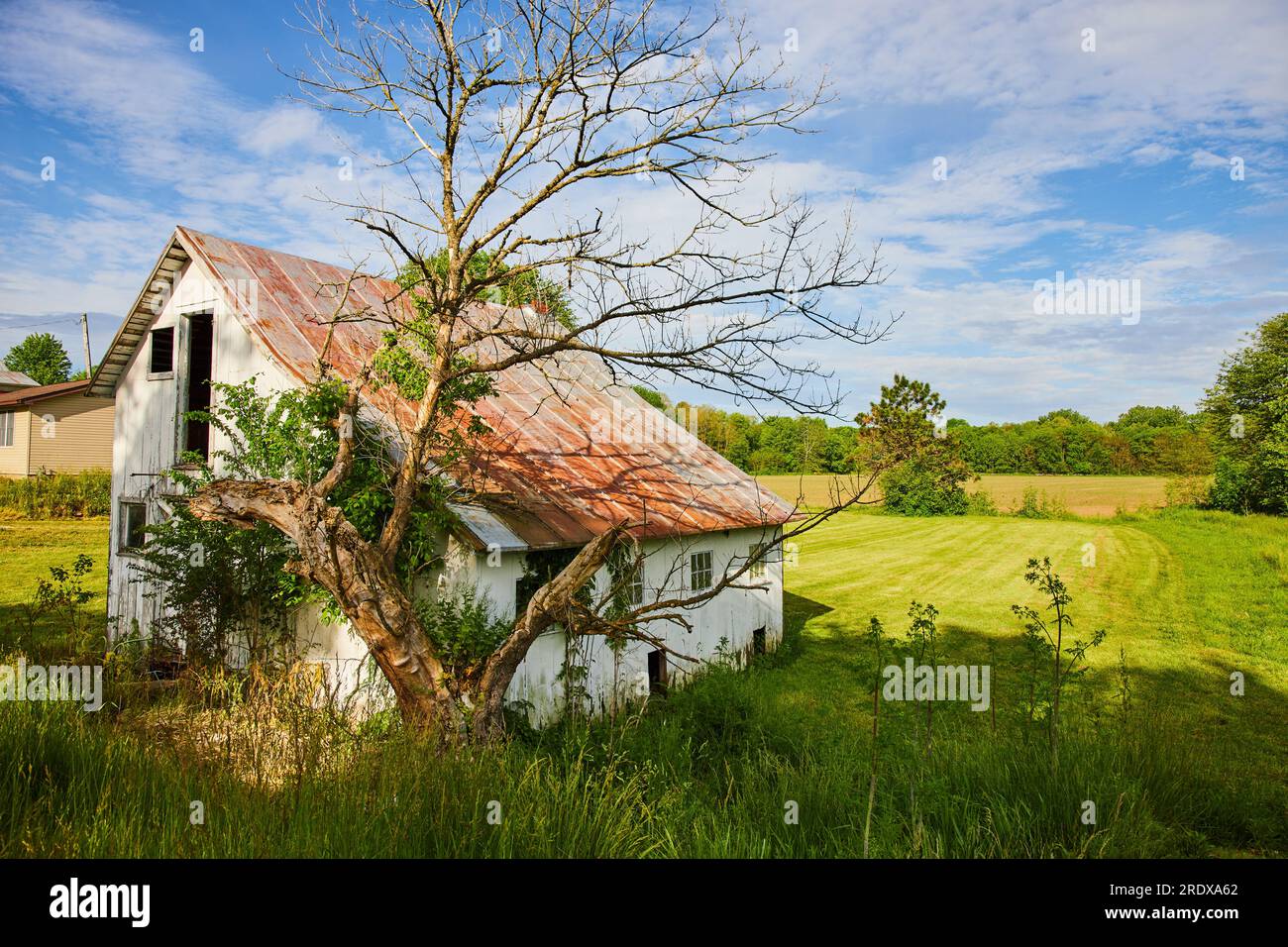 Abandoned house in country with dead tree and overgrowth reclaiming ...