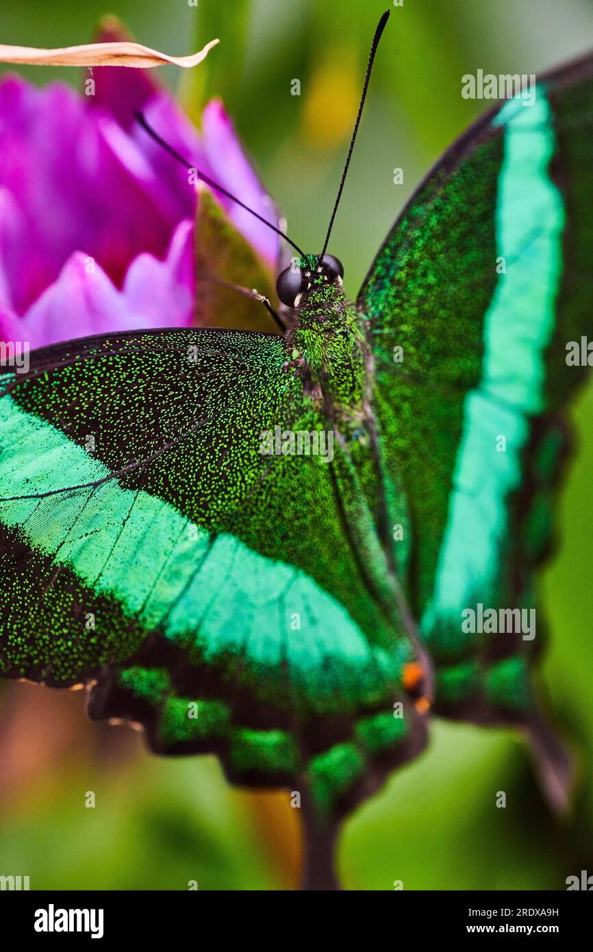 Stock image of Emerald Swallowtail butterfly resting on purple flower ...