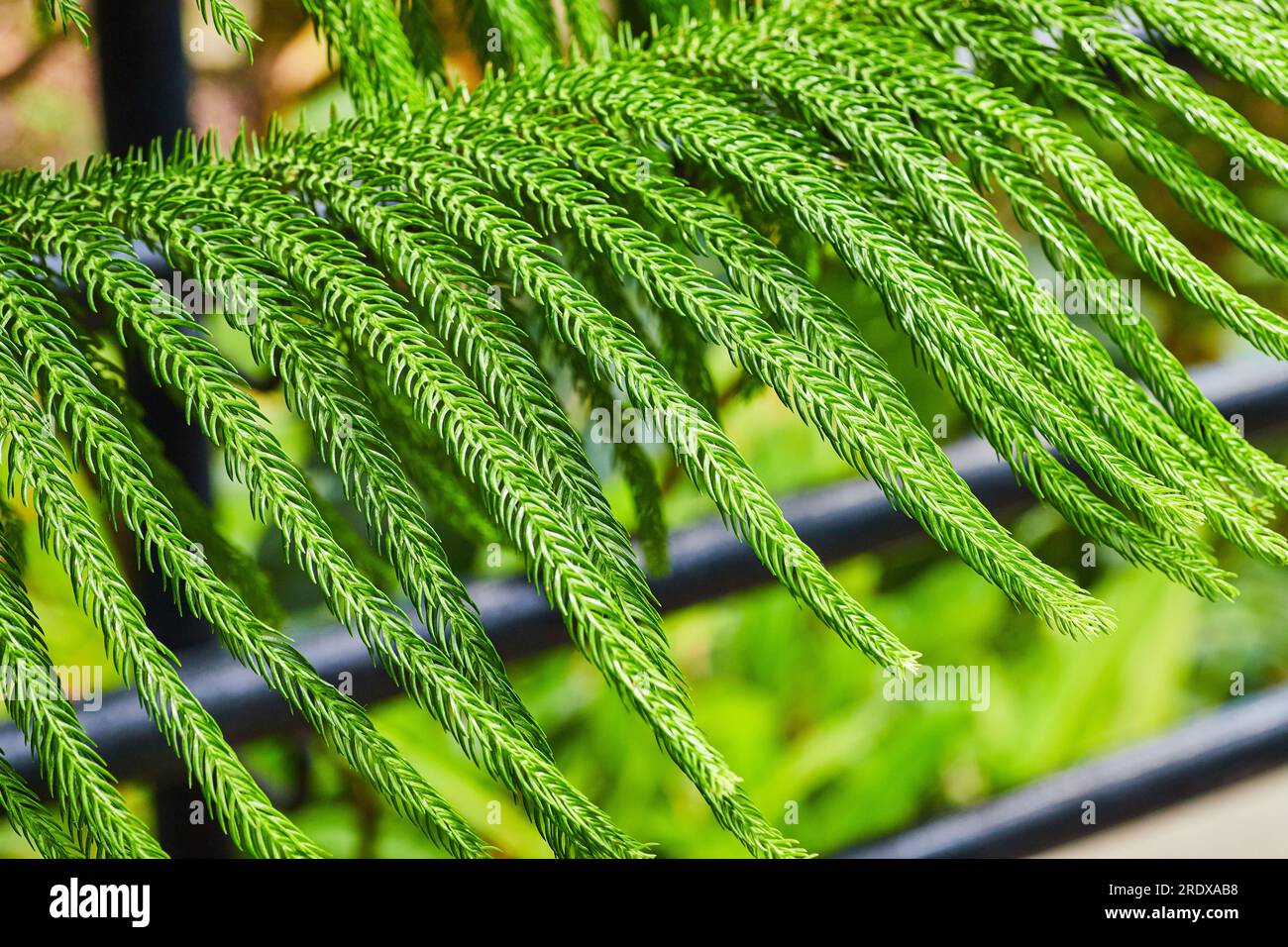 Long coniferous plant needle limbs reaching over metal railing Stock ...