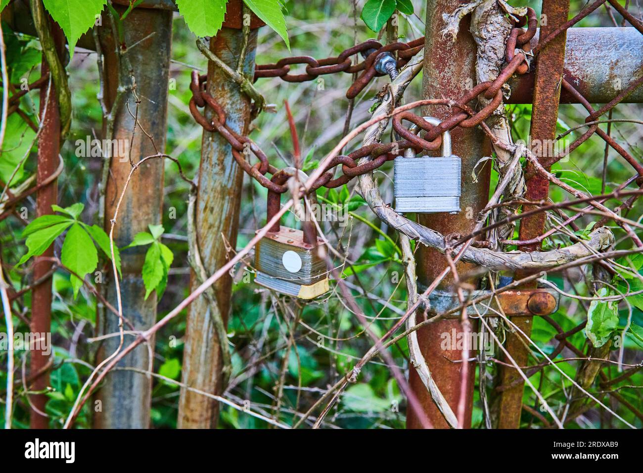 Vines on chain link fence hi-res stock photography and images - Alamy