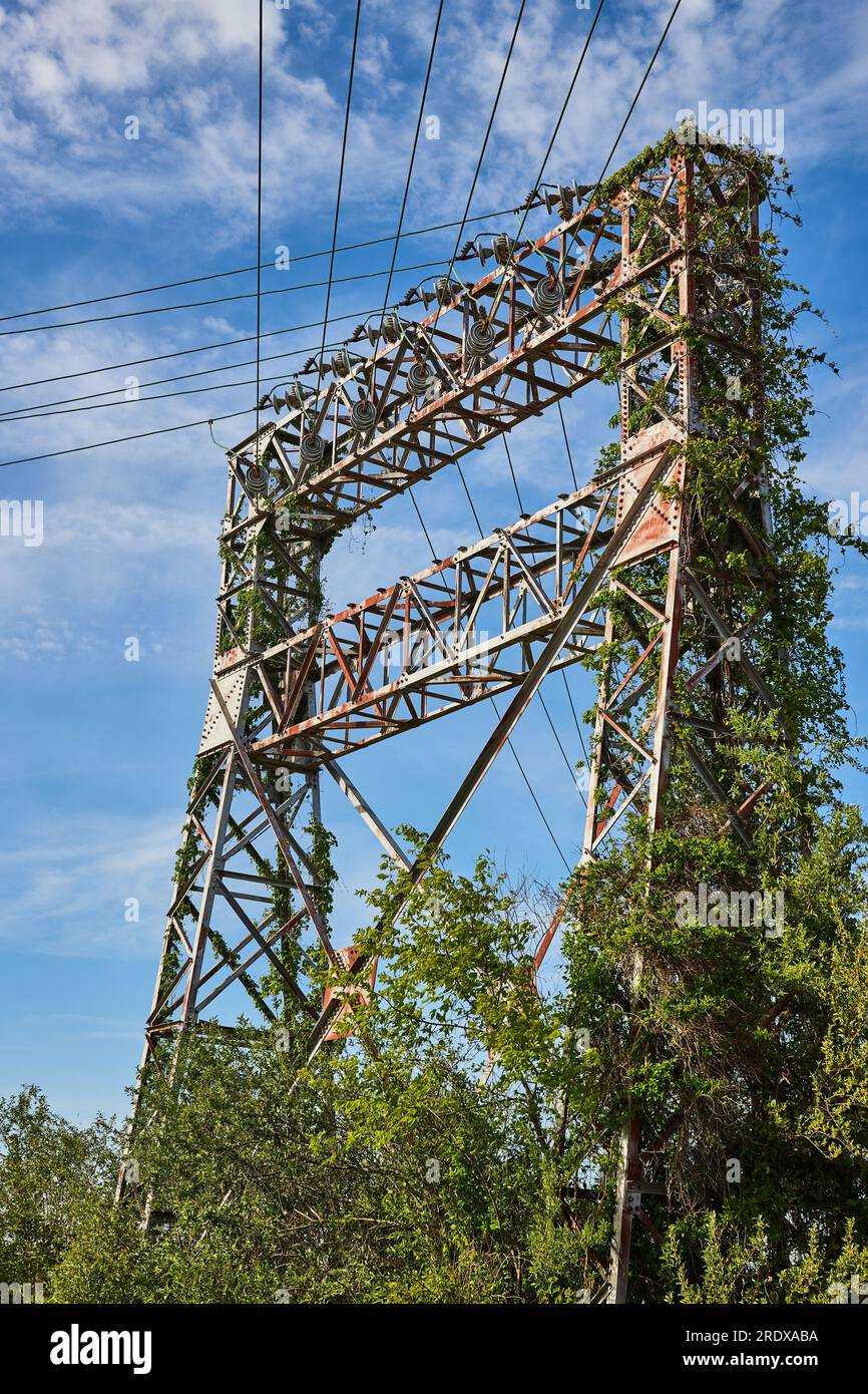 Electrical tower power lines, wires, abandoned, decaying, ivy covered ...