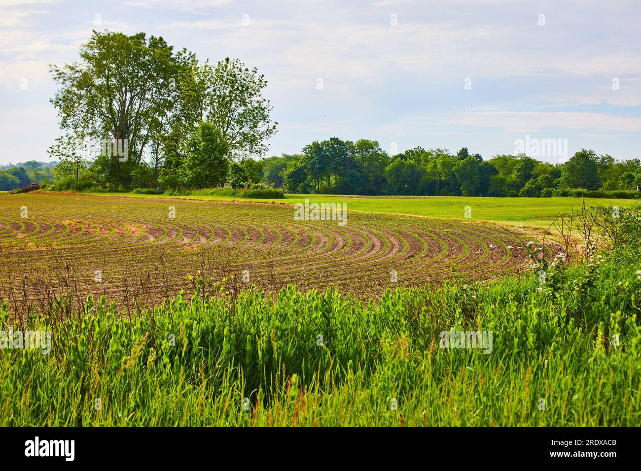 Curved trees growing in forest hi-res stock photography and images - Alamy