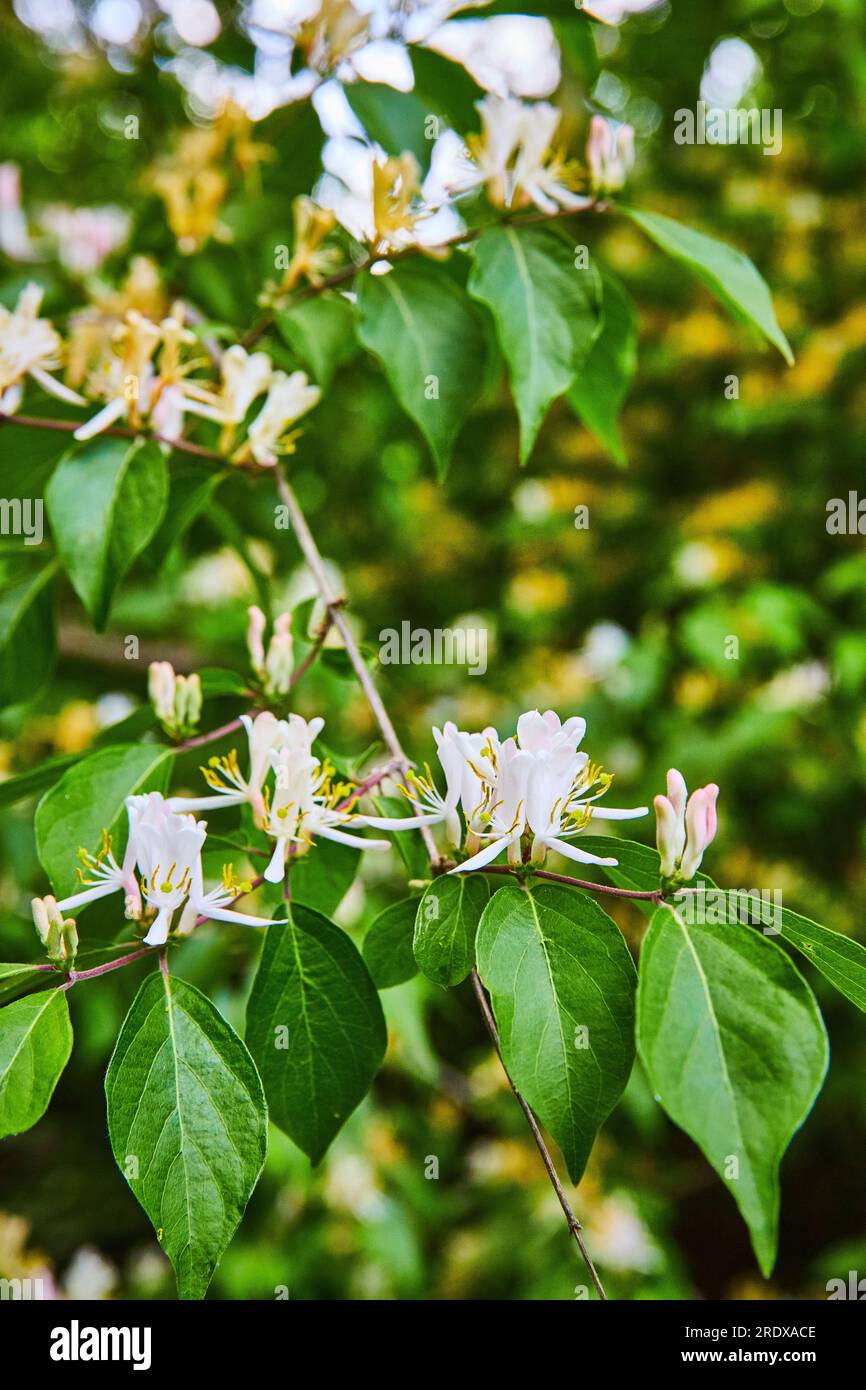Honeysuckle plant tree bush, vibrant green, white gold flowers Stock ...