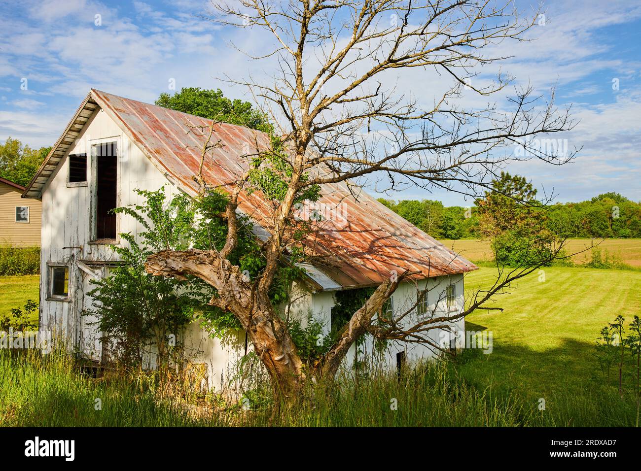 Dead tree next to white abandoned country house with decay and ...