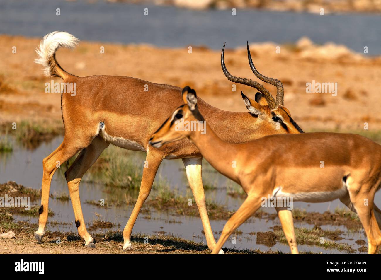 Impalas at Goas waterhole, Etosha National Park, Namibia Stock Photo ...