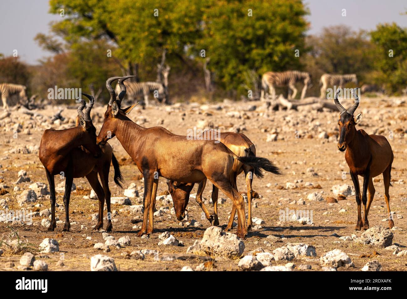 Red hartbeest hi-res stock photography and images - Alamy