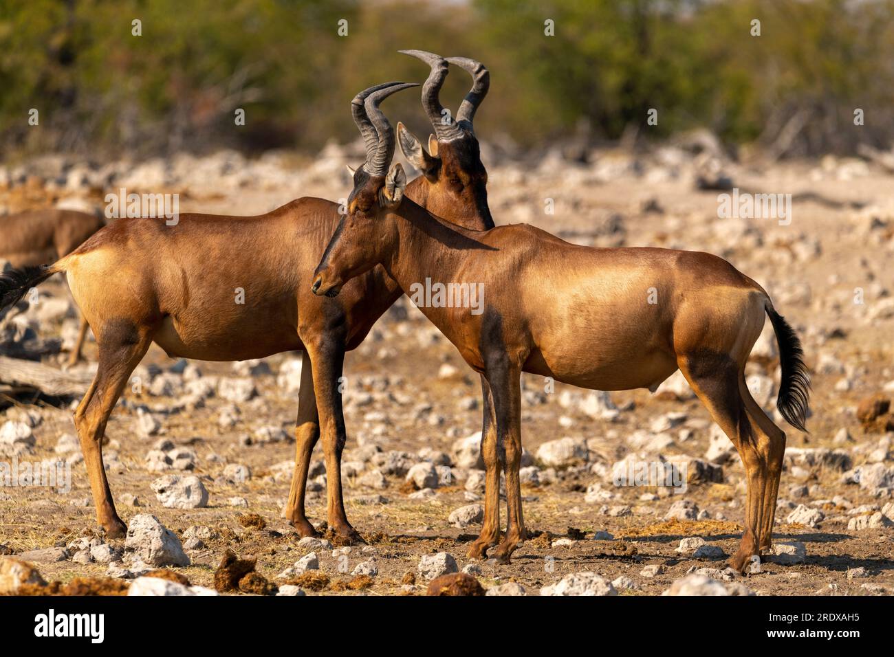 Red hartbeest hi-res stock photography and images - Alamy