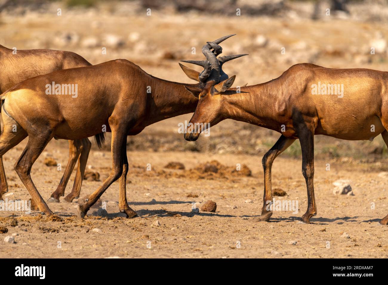 Red hartbeest fighting at Goas waterhole, Etosha National Park, Namibia ...