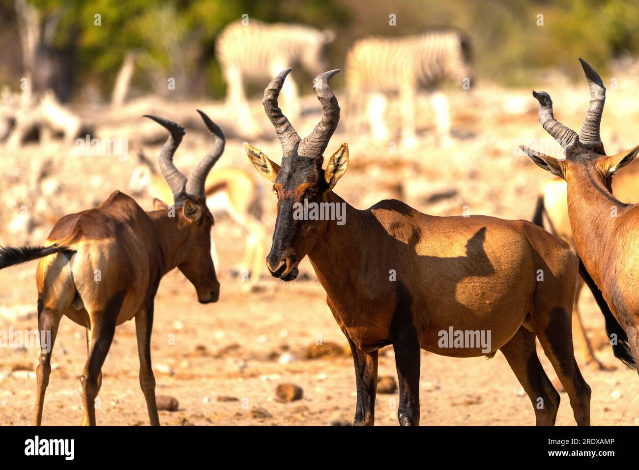 Red hartbeest hi-res stock photography and images - Alamy