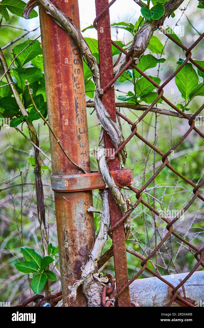 Vine wrapping, winding around chain link fence, gate hinges, overgrown ...
