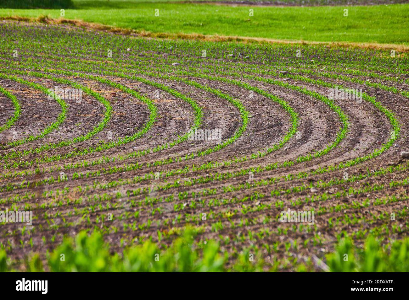 Brown dirt with bright green sprouts of young crop in farmers field on ...