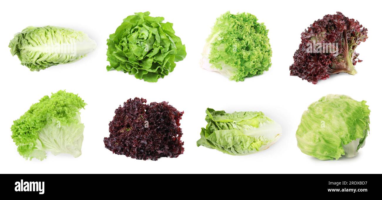 Different types of lettuce isolated on white, collage design Stock ...