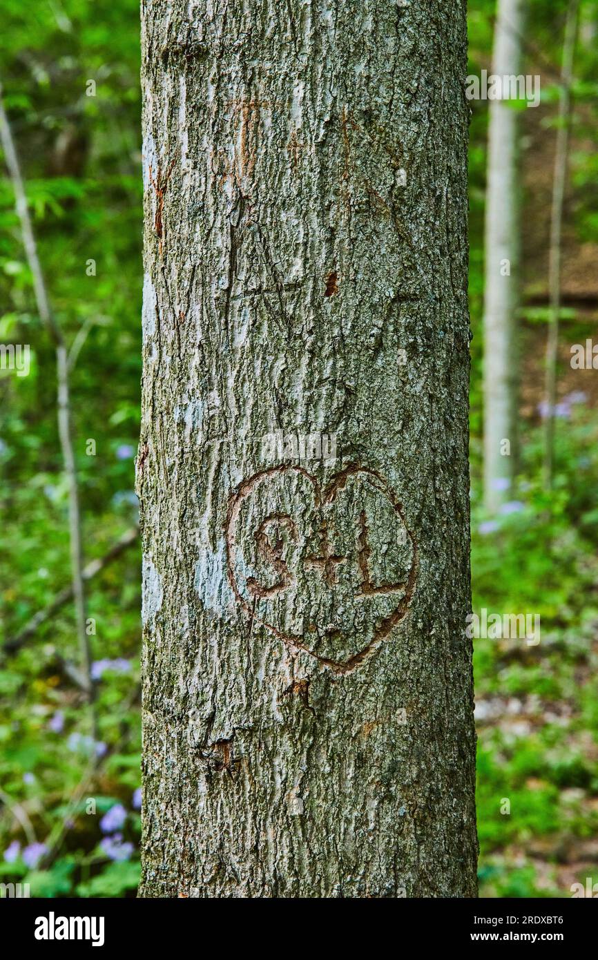 Abstract carvings in tree, bark carved, forest, park, woods, background ...