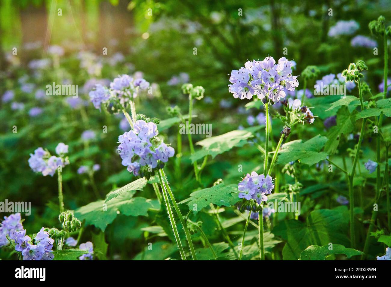 Golden ray of sunlight through forest, flowering plants lit by sun ...