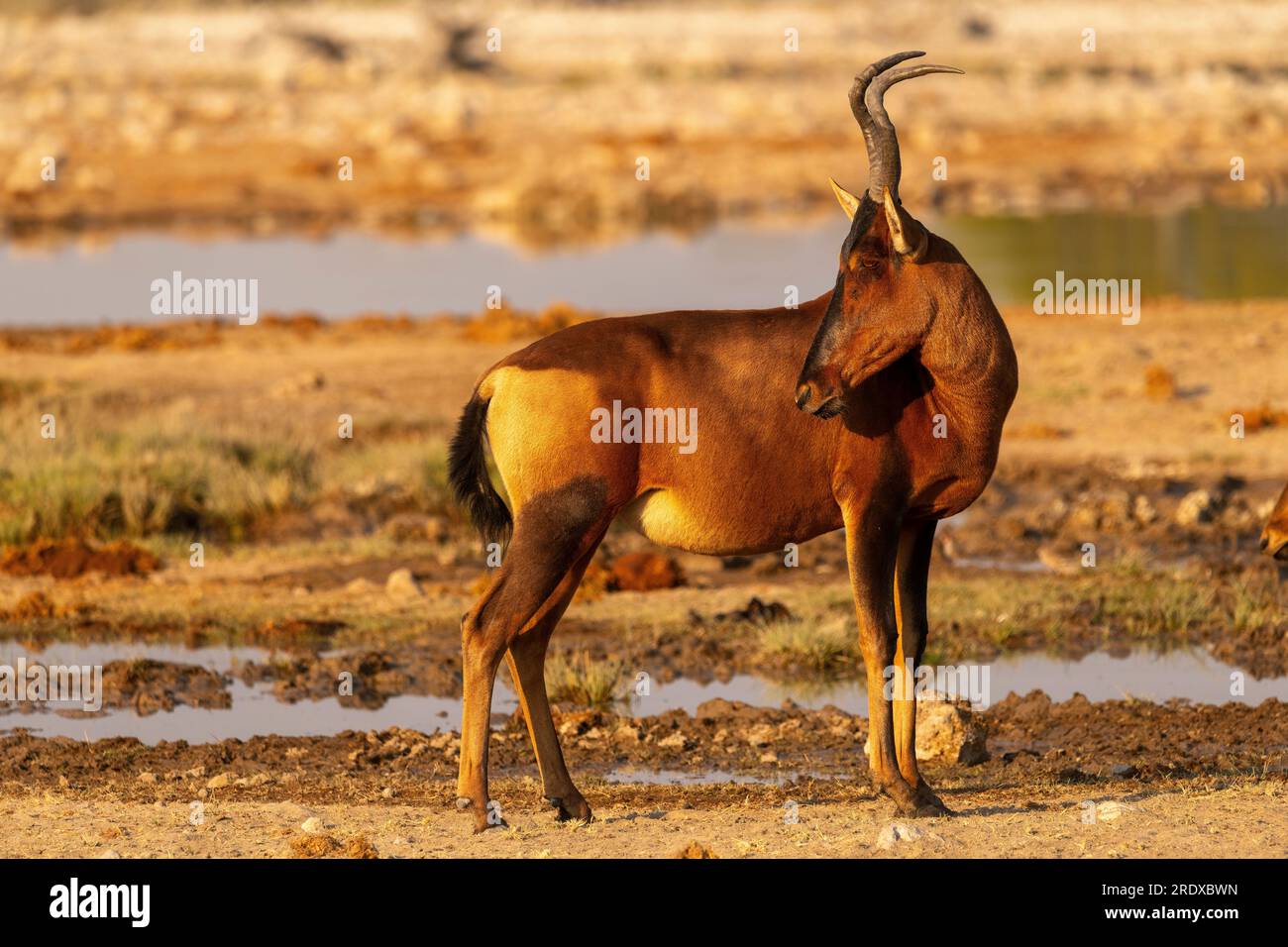 Red hartbeest at Goas waterhole, Etosha National Park, Namibia Stock ...