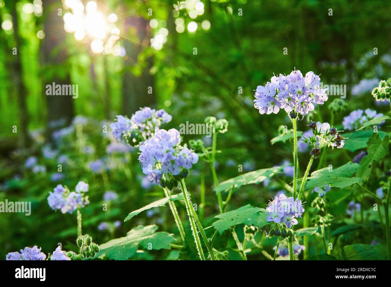 Golden sun beam passing through plants at sunset, purple flowers, Great ...