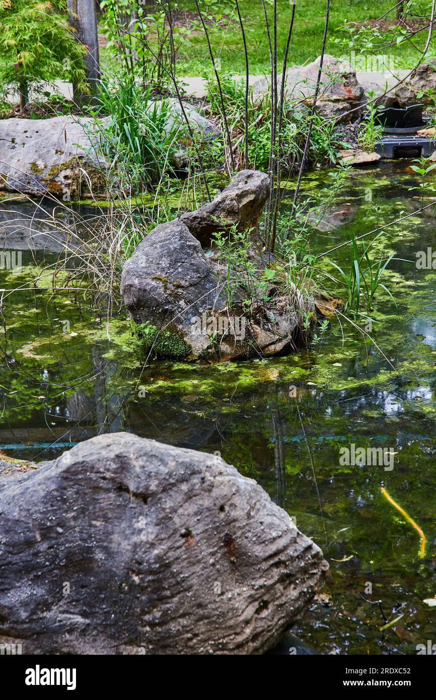 Boulders in murky algae infested pond with sticks and weeds growing out ...