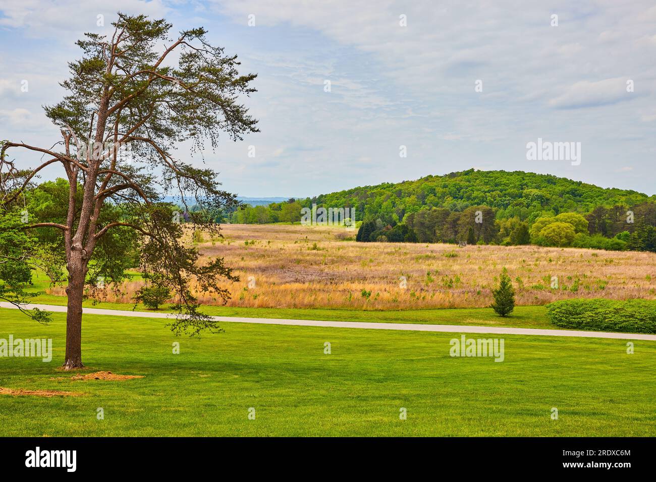 Large lone tree in field with road separating it from fallow field and ...