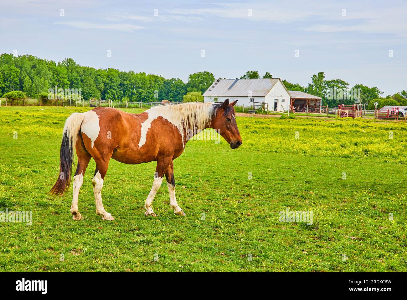 Lone paint horse with multicolored mane and tail walking in green ...
