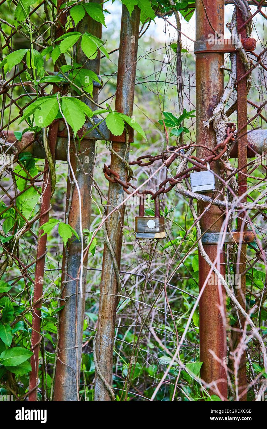 Gap between rusting chain link fence gate, ivy vine covered, decaying ...