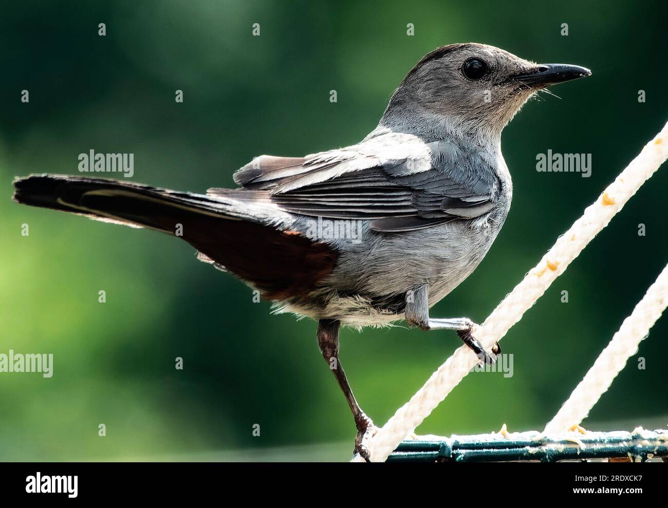 Bird perch on rope hi-res stock photography and images - Alamy