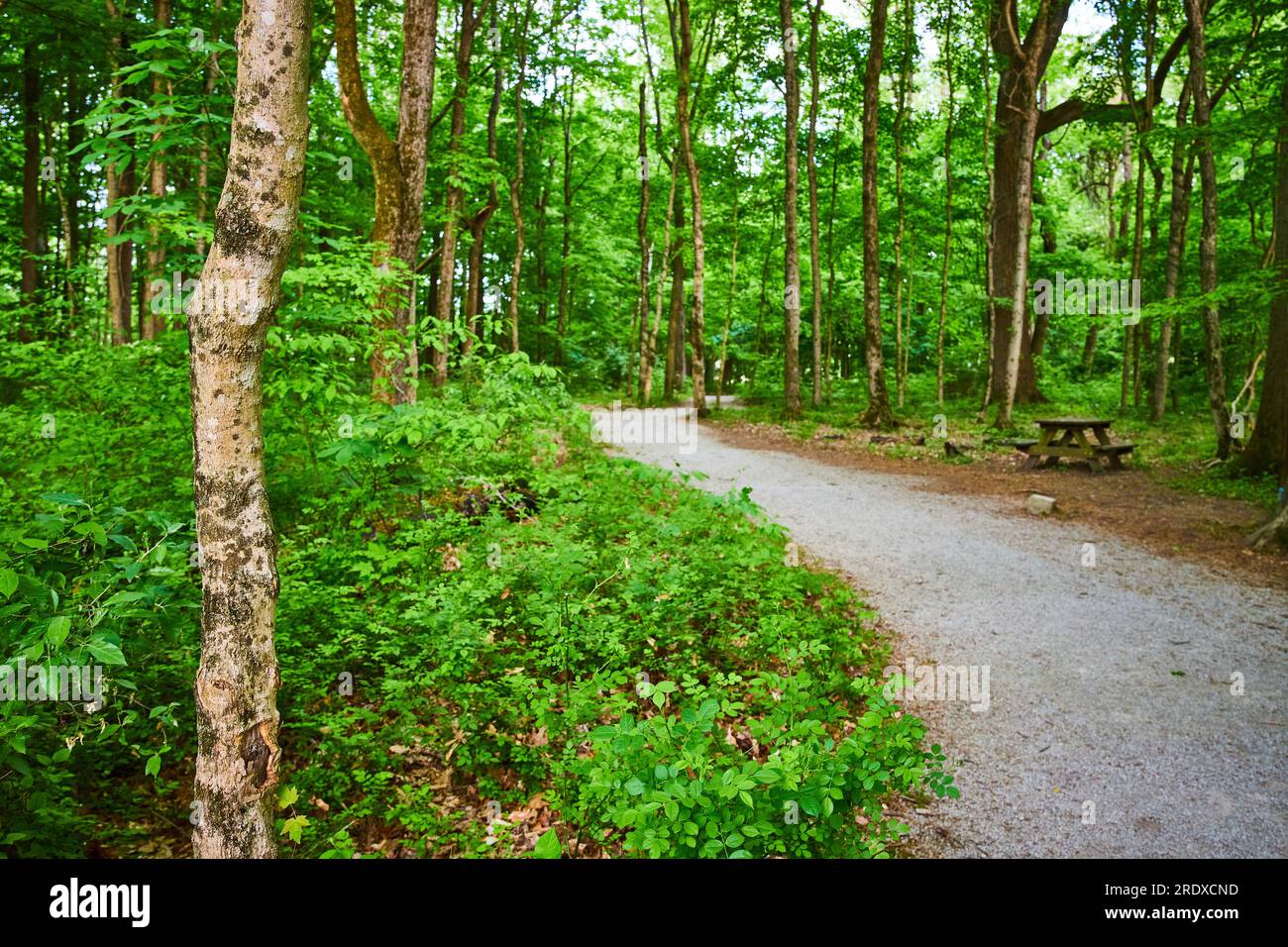 Tall green trees in forest, giant path through woods, lush underbrush ...