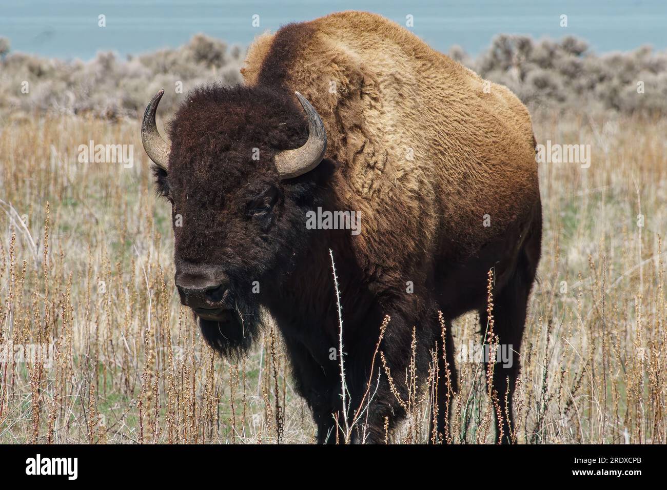 Frustrated animal hi-res stock photography and images - Alamy