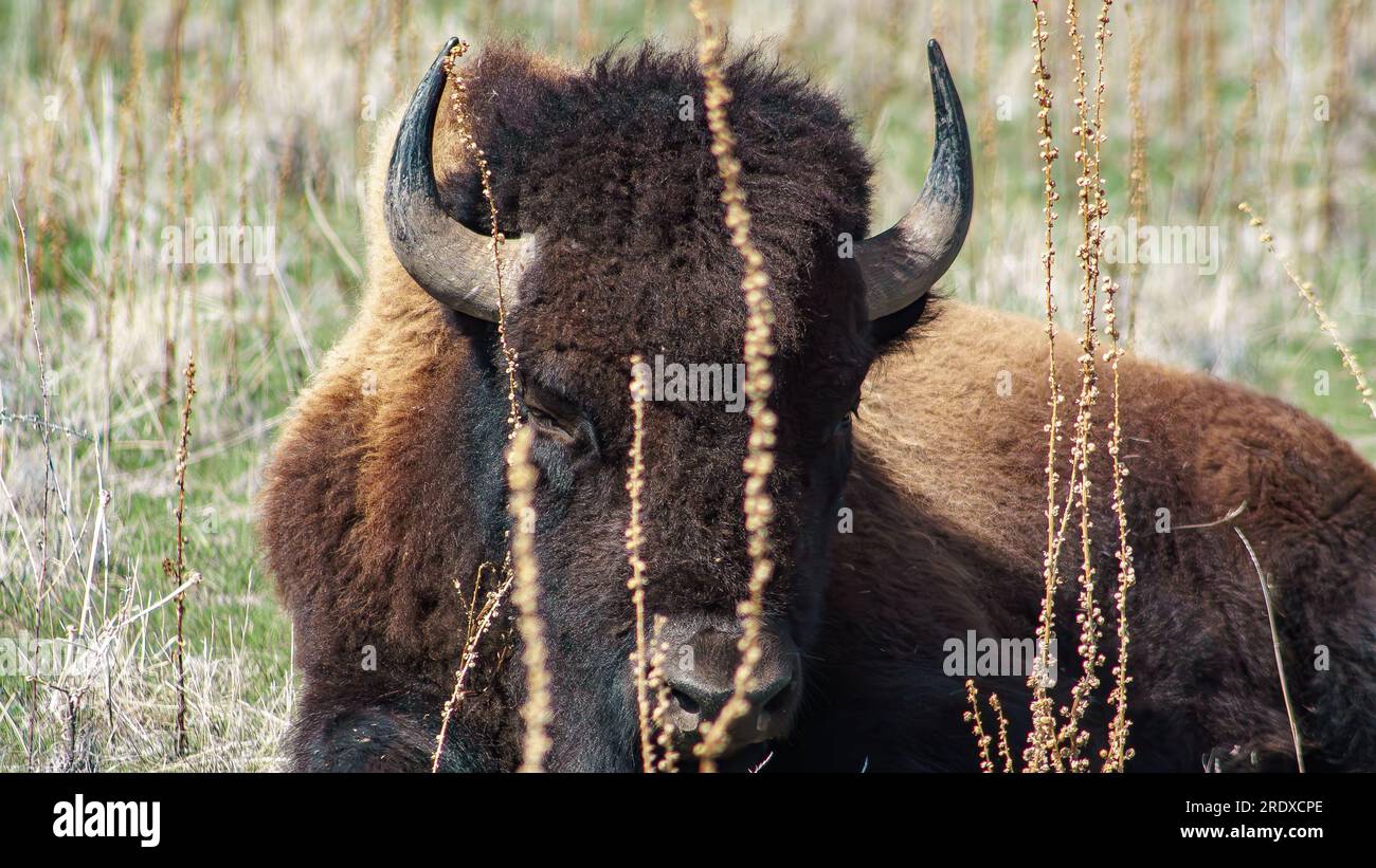 Bison basking in sun hi-res stock photography and images - Alamy