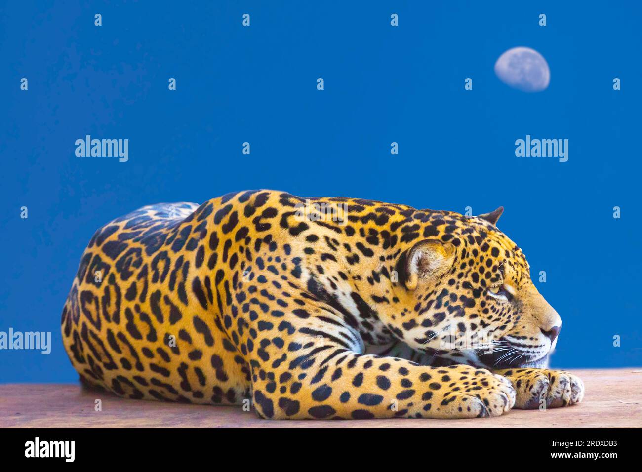 Jaguar panthera onca bolivia hi-res stock photography and images - Alamy