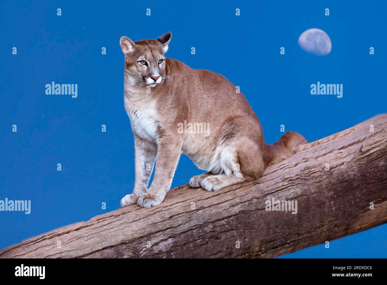 Portrait of a wild cougar, mountain lion, puma, panther, striking a ...