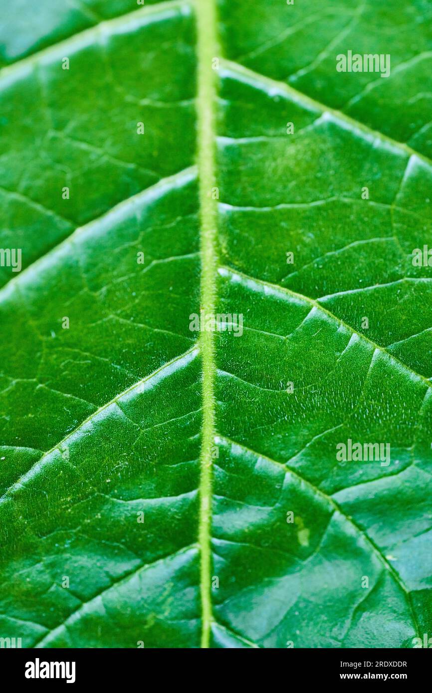 Vertical of single leaf close up with yellow veins visible background ...