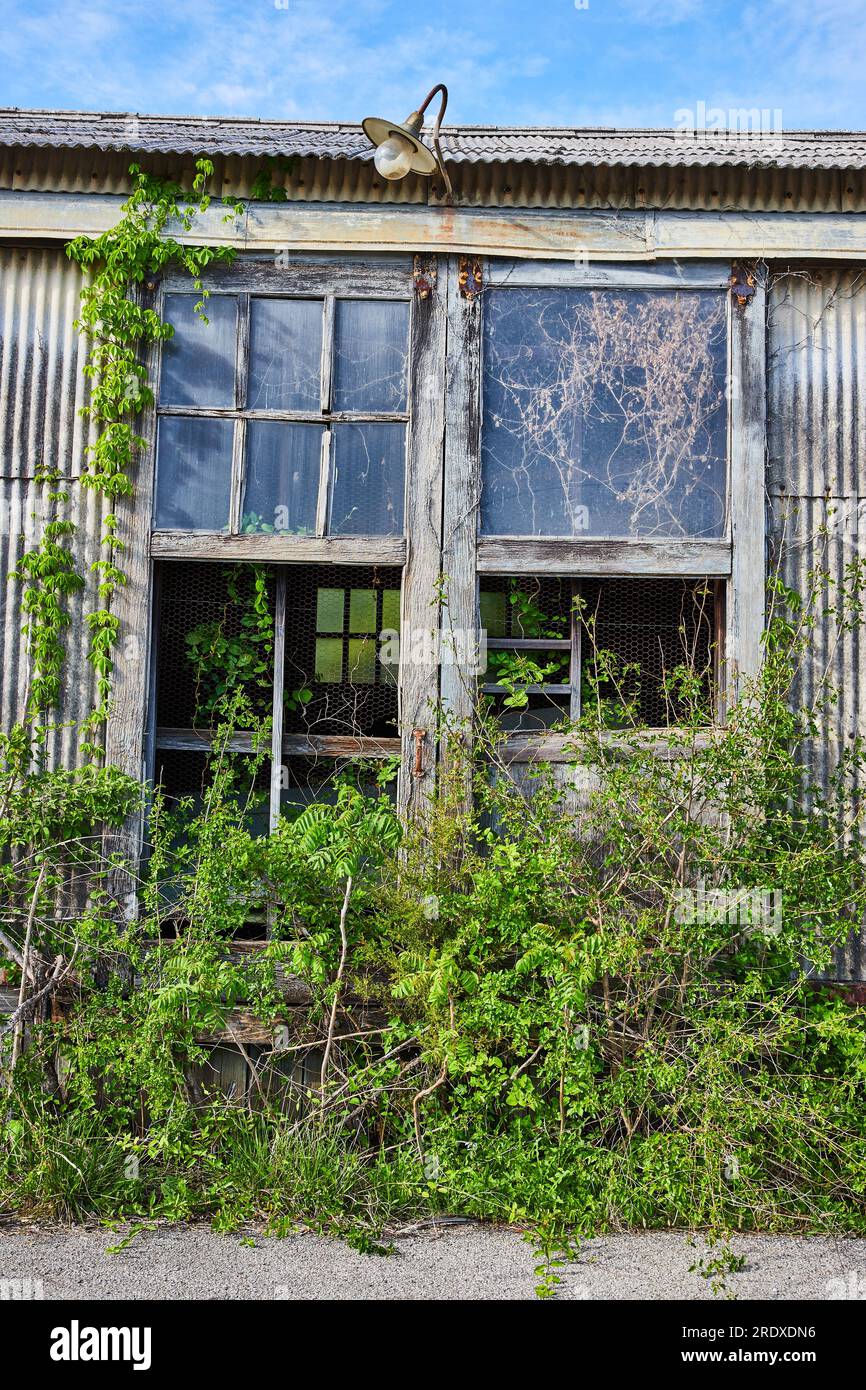 Abandoned decaying barn wood structure with broken windows, green ...