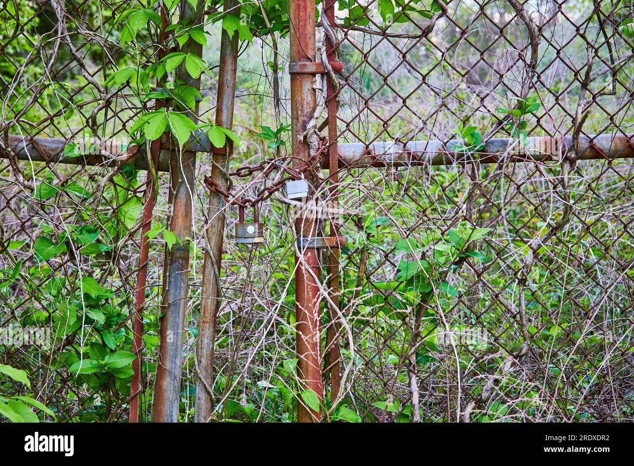Silver color rusting gate, ivy, vines climbing metal chain, rusting ...